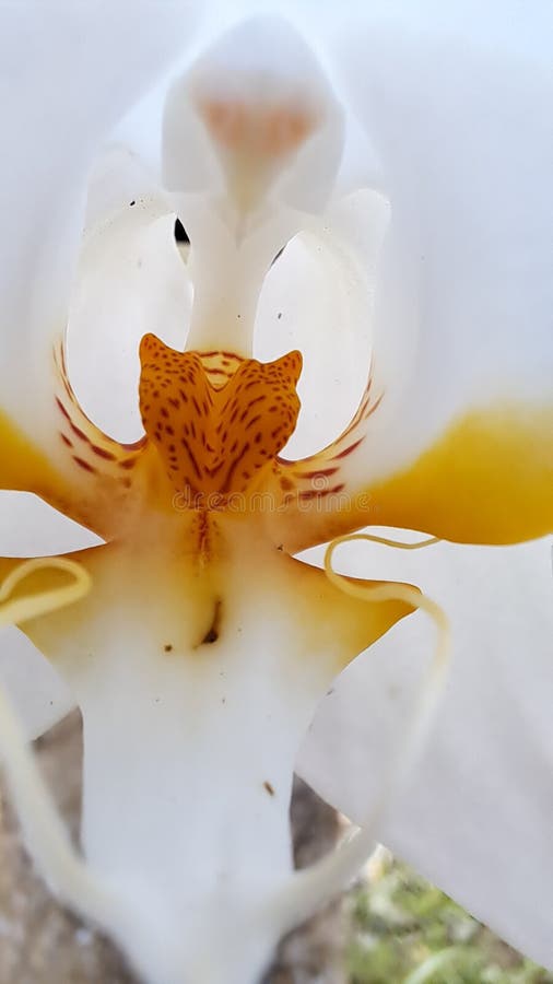 Phalaenopsis Amabilis Orchid Stockbild - Bild von betriebe, orchidee ...