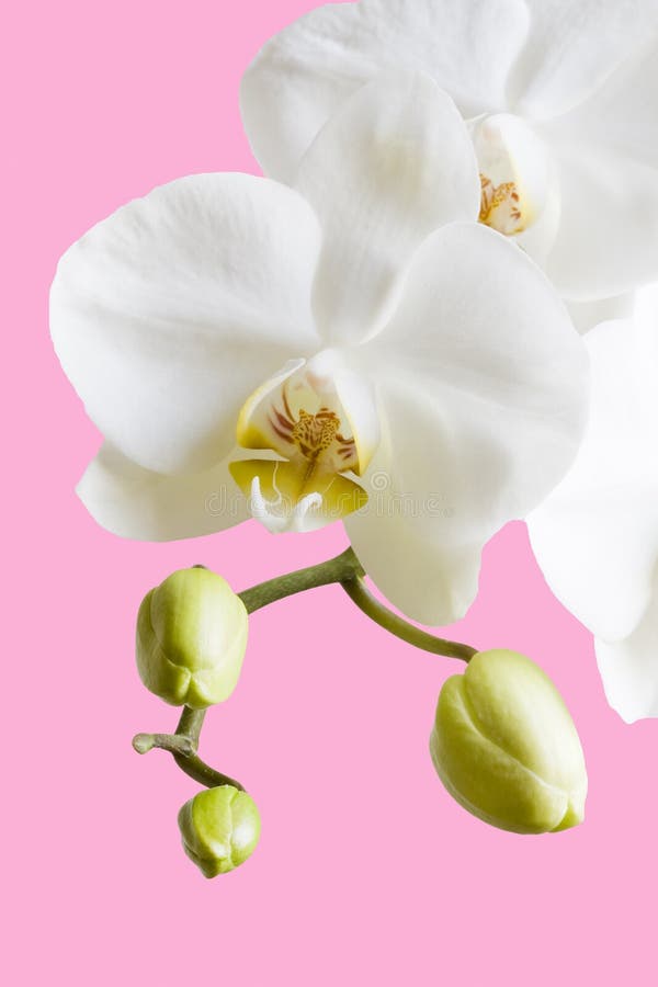 Phalaenopsis Aphrodite, Flowers and Buds, Vertical Stock Image - Image ...