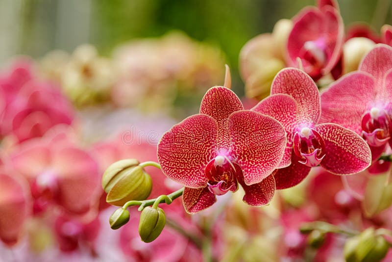 Phalaenopsis, Belle Fleur Rouge De Fleurs Image stock - Image du flore ...