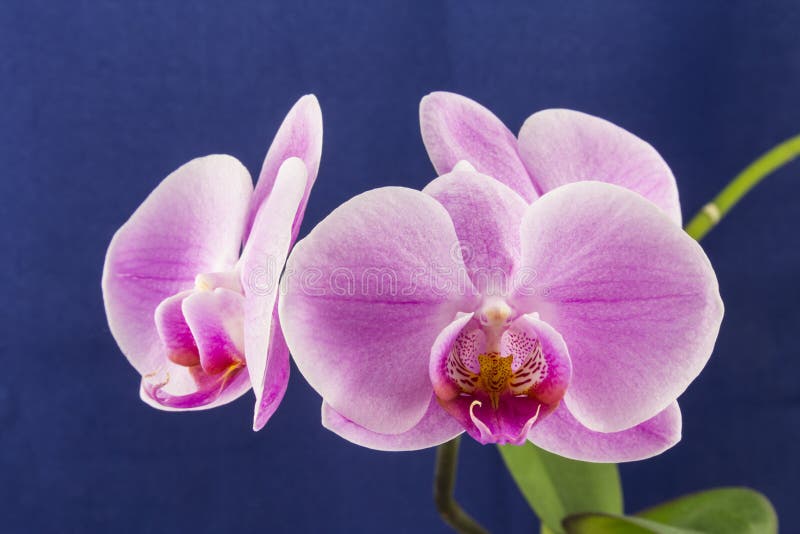 Phalaenopsis Dell'orchidea, Fiore Rosa Fotografia Stock - Immagine di ...