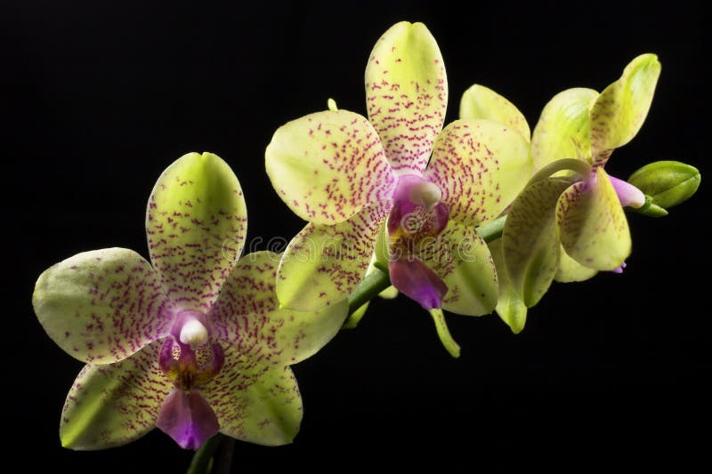 Red Phalaenopsis Orchid stock image. Image of bordo, plant - 20473243