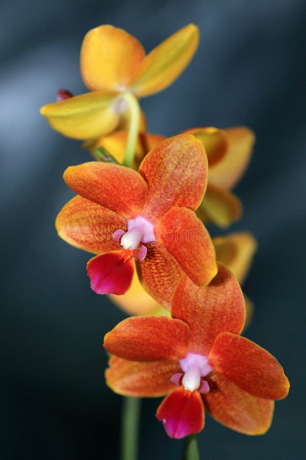 Golden Orchids stock image. Image of plant, botanical - 8354119