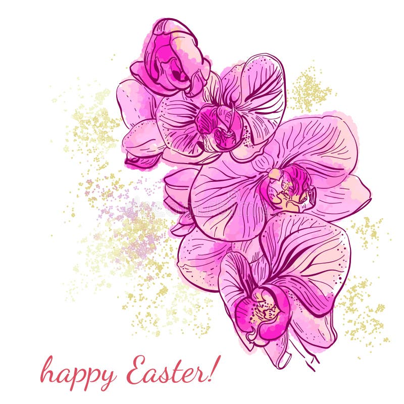Phalaenopsis Orchid Isolated On A White Background Stock Vector