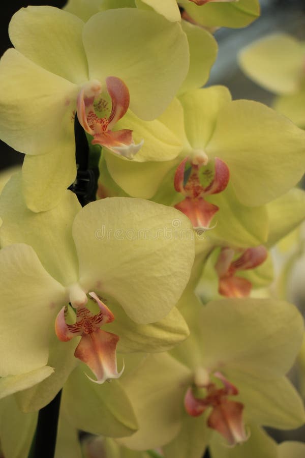 Phalaenopsis orchid stock image. Image of petals, yellow - 319057331