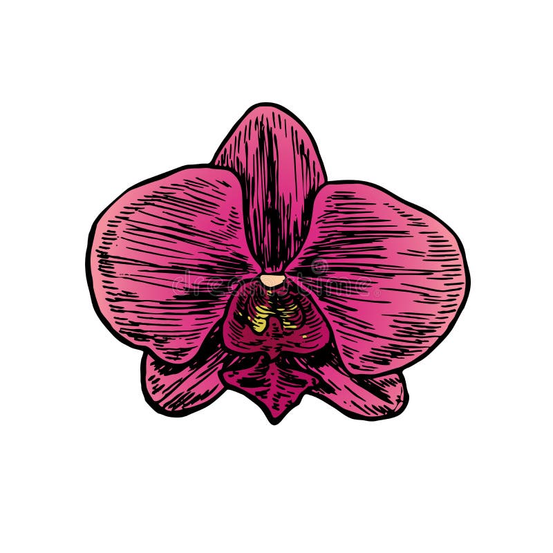 Phalaenopsis Orchid Flower Hand Drawn Doodle Gravure Vintage Style