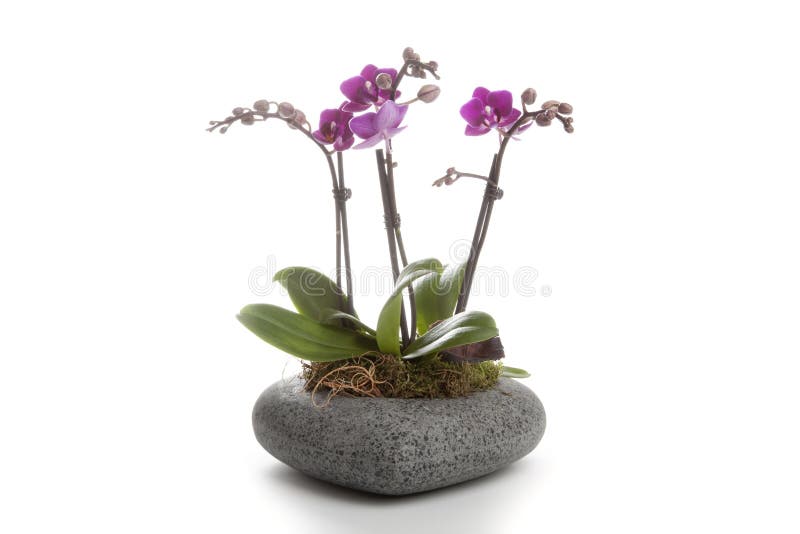 Phalaenopsis Orchid Table Decoration Stock Photo - Image of ...