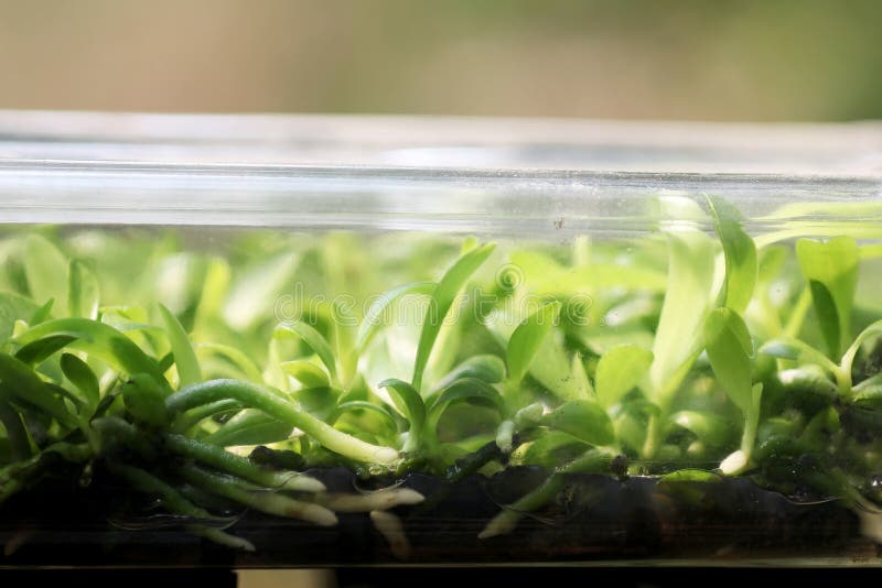 Phalaenopsis Orchids Flask. Stock Photo - Image of genetic, culture ...