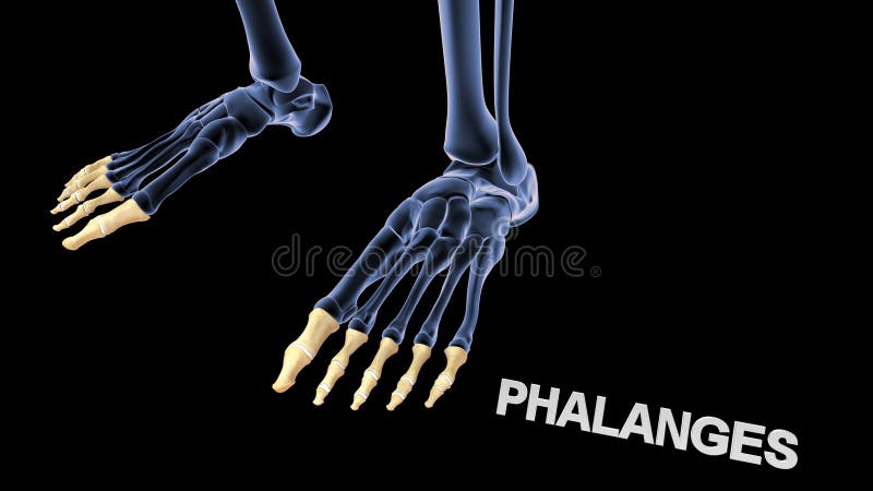 Phalanges Bones of Human Foot Stock Illustration - Illustration of ...