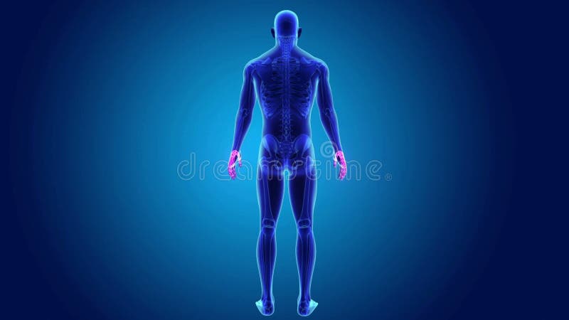 Bones of the Hand with Skeleton Body Stock Footage - Video of knuckle ...