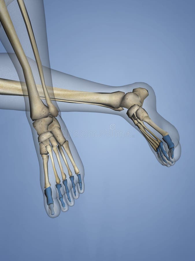 Phalanges of Foot, 3D Model Stock Illustration - Illustration of model ...