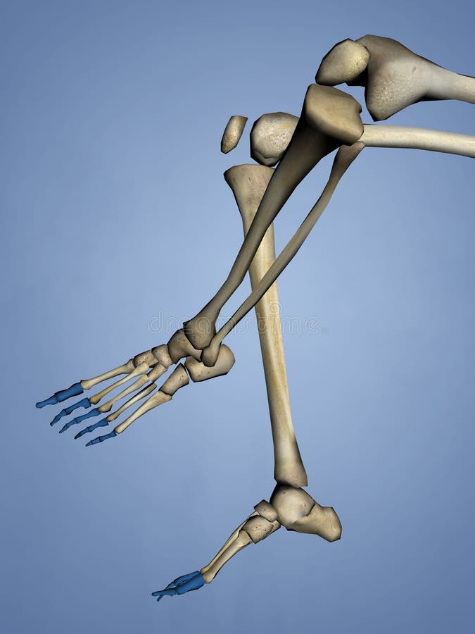 Phalanges of Foot, 3D Model Stock Illustration - Illustration of bones ...