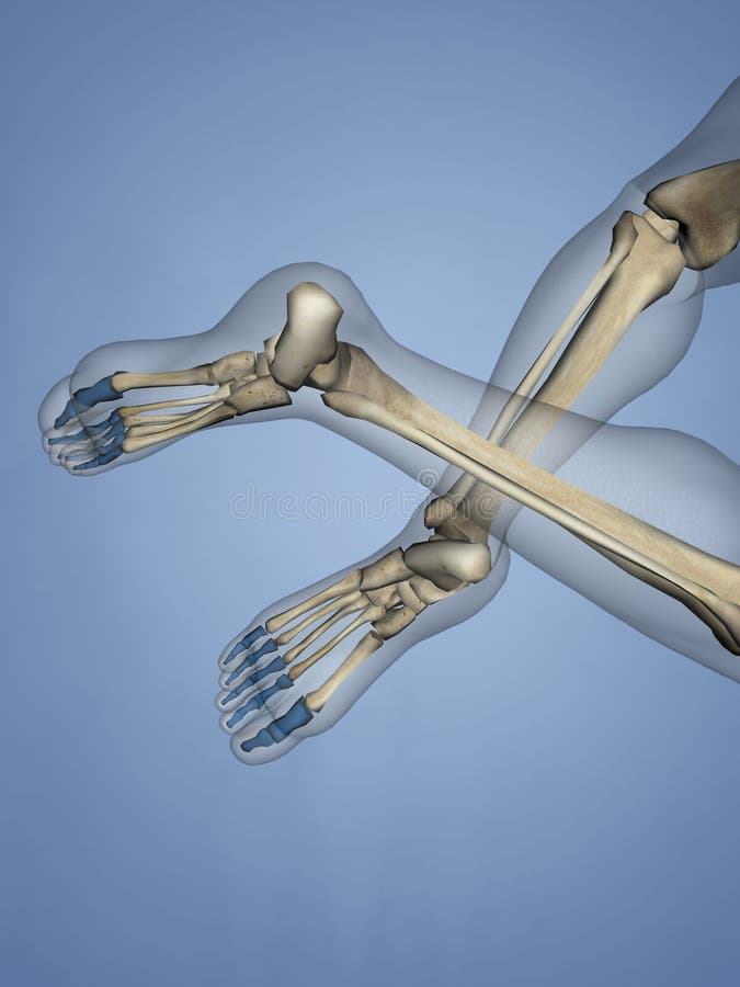 Phalanges of Foot, 3D Model Stock Illustration - Illustration of ...