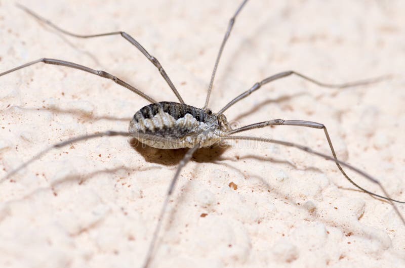 Phalangium Opilio the Harvestman Arachnid Stock Photo - Image of ...
