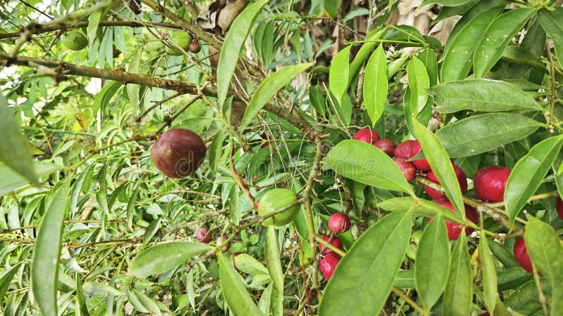 Phaleria Macrocarpa Herbal Tiny Look-like an Apple Fruit Plant. Stock ...