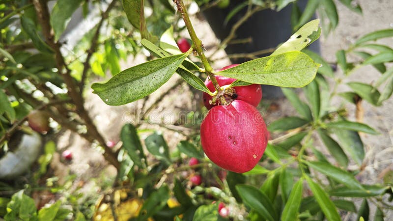 Phaleria Macrocarpa Herbal Tiny Look-like an Apple Fruit Plant. Stock ...