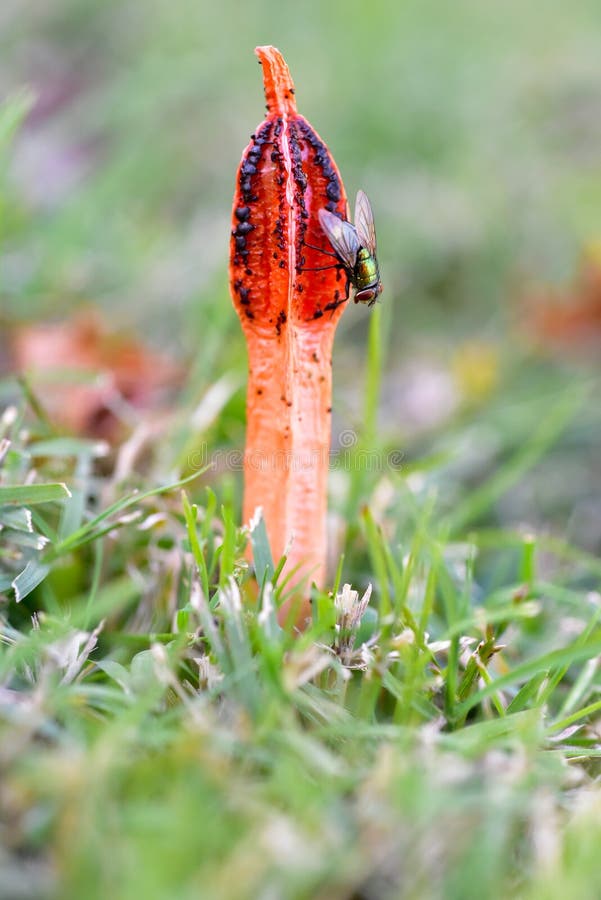 Phallaceae De La Seta De Stinkhorn Foto de archivo - Imagen de falo ...