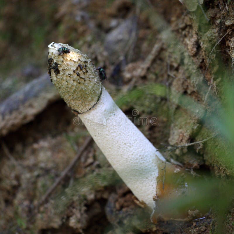 Phallus impudicus stock photo. Image of common, forest - 26135080