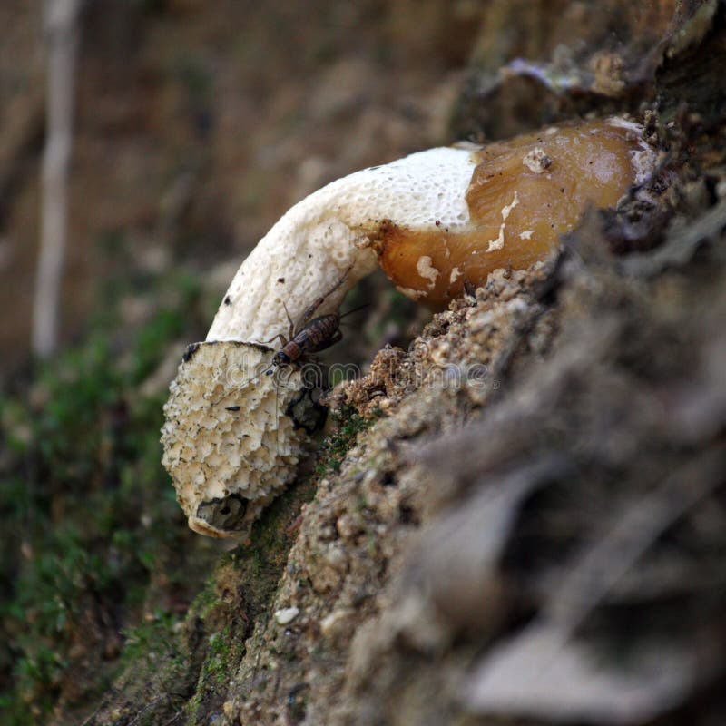 Phallus impudicus stock photo. Image of phallic, common - 26135090