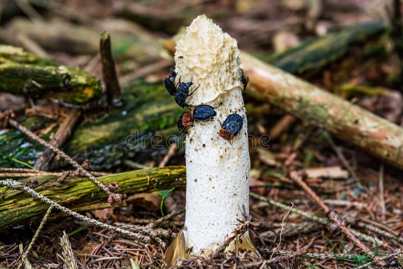 Phallus Impudicus, Common Stinkhorn with Bugs in Czech Forest Stock ...