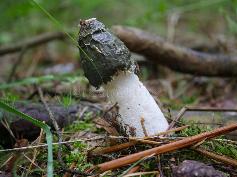 Close Up of Phallus Impudicus, Known Colloquially As the Common ...