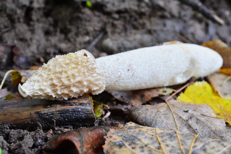 Phallus impudicus stock image. Image of nature, fungi - 45900847