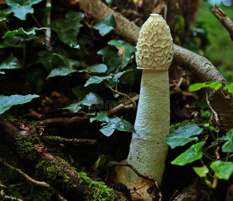 Phallus Impudicus, Stinky Mushroom in the Forest Stock Photo - Image of ...