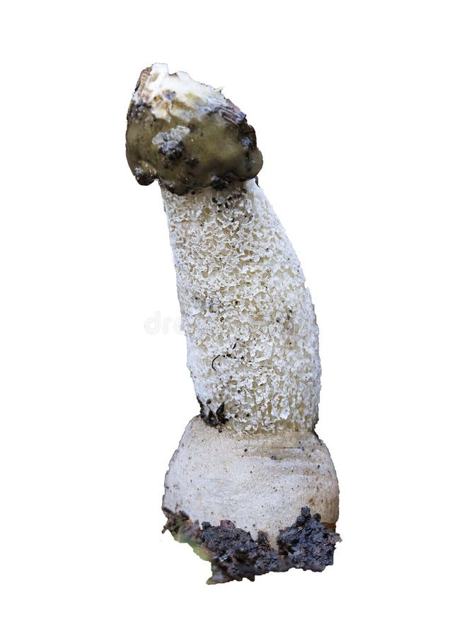 Phallus Impudicus on White Background Stock Photo - Image of stinkhorn ...