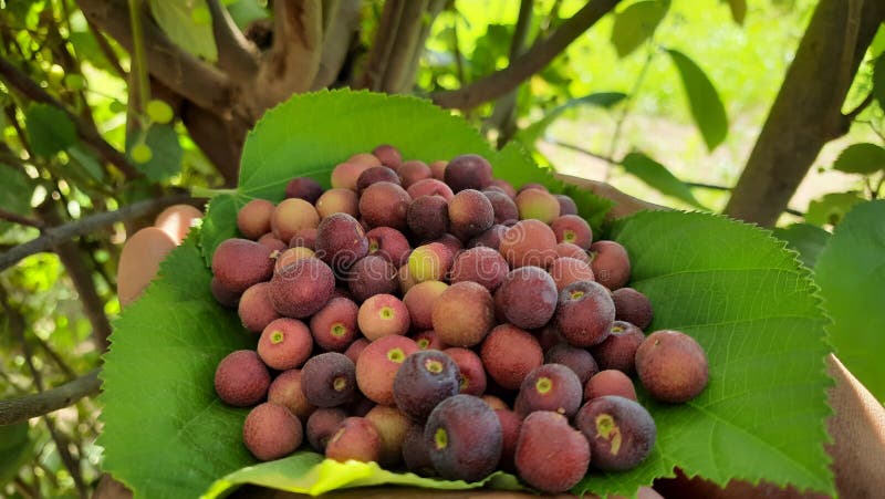 Phalsa in leaf stock photo. Image of diet, group, indian - 221115780