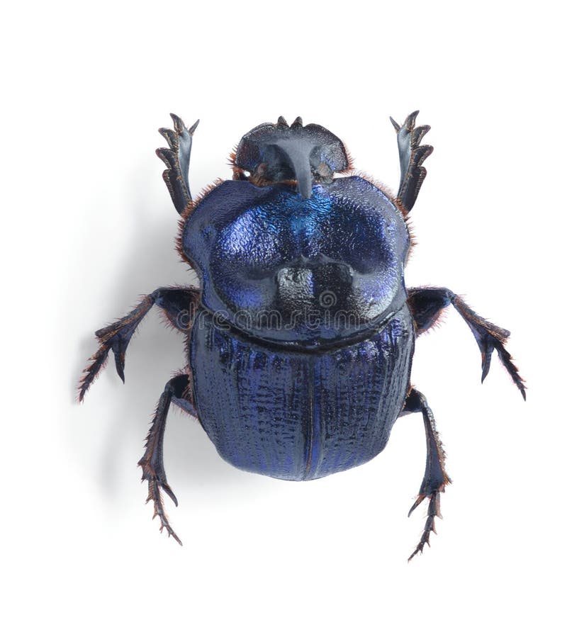 Phanaeus lancifer stock photo. Image of flying, nacreous - 10271998