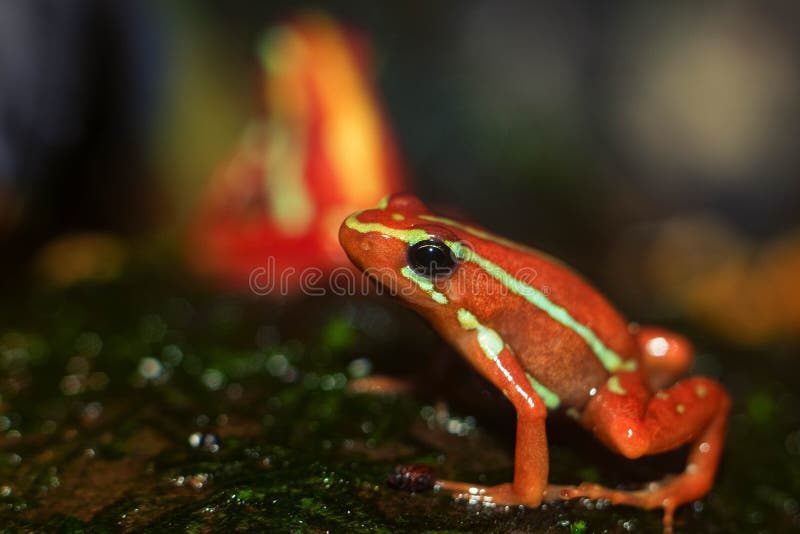 Phantasmal Poison Frog Epipedobates Tricolor Volwassene Die Staat Op ...