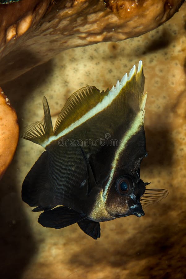 Phantom bannerfish fish stock image. Image of diving - 220891709