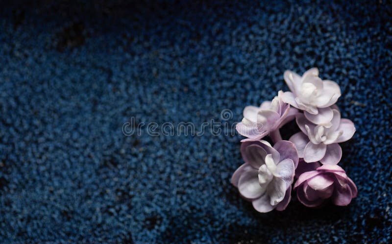 Phantom Blue Negative Space Background with Bouquet of Flowers. Stock ...
