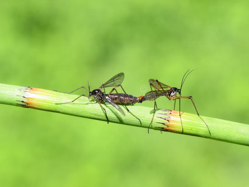 Ptychoptera Phantom Crane Flies Mating Green Background Stock Image ...