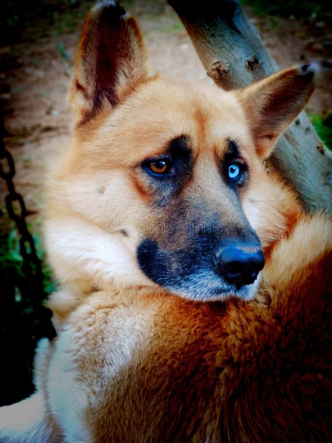 Phantom Dog stock image. Image of nature, garden, animals - 266483949