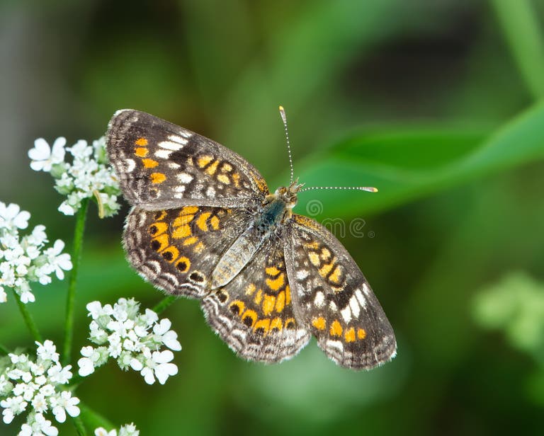 Phaon Crescent Butterfly (Phyciodes Phaon) Stock Image - Image of white ...