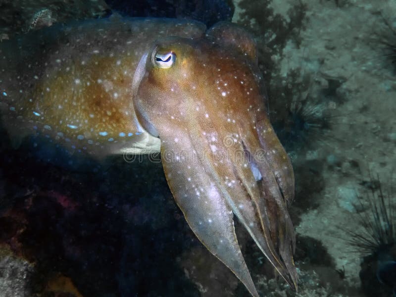 A Pharaoh Cuttlefish Sepia Pharaonis Stock Image - Image of close ...