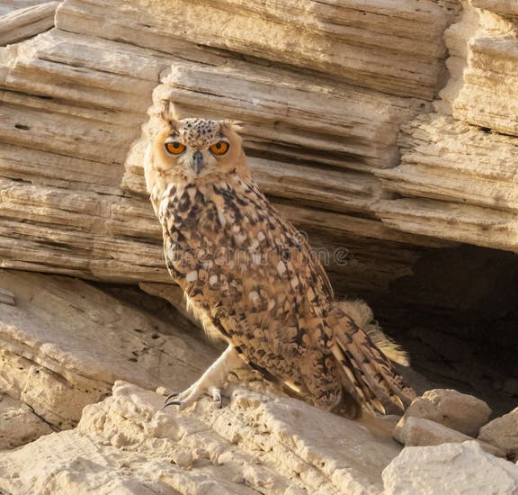 Pharaoh Eagle-owl (Bubo Ascalaphus) in a Desert Stock Image - Image of ...