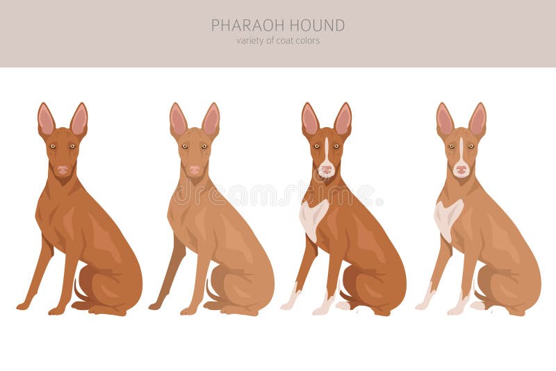 Pharaoh Hound Clipart. Different Poses, Coat Colors Set Stock Vector ...
