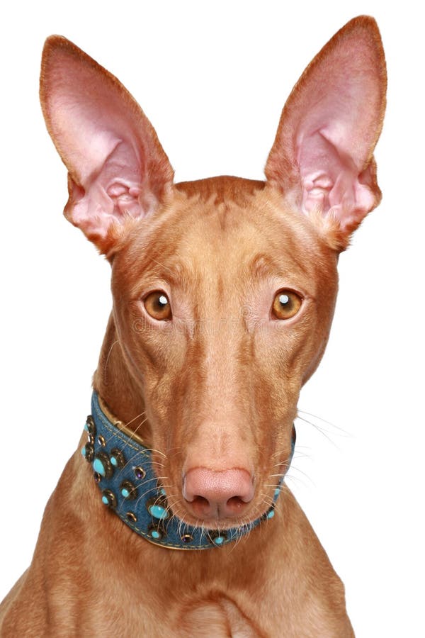 Pharaoh Hound / Pharaoh Dog Stock Image - Image of canine, purebred ...