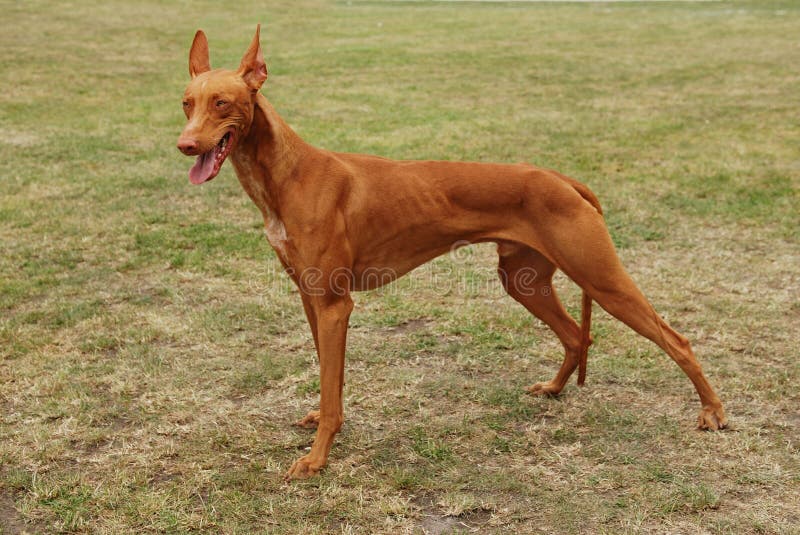 Pharaoh Hound / Pharaoh Dog Stock Image - Image of canine, purebred ...