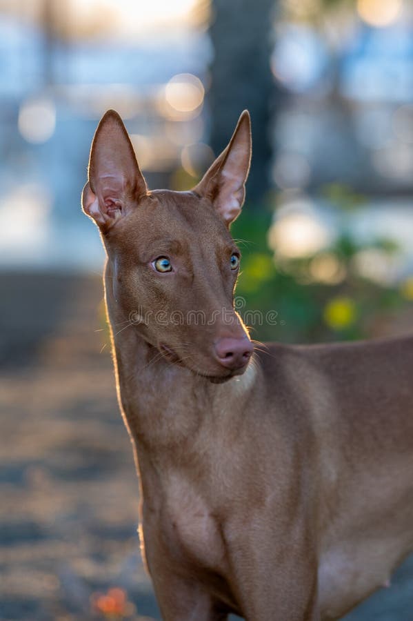 Pharaoh Hound Portrait Outdoors in Natural Light Stock Photo - Image of ...