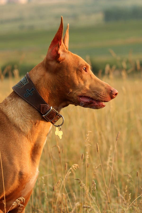 Pharaoh hound in profile stock photo. Image of chiseled - 65946350