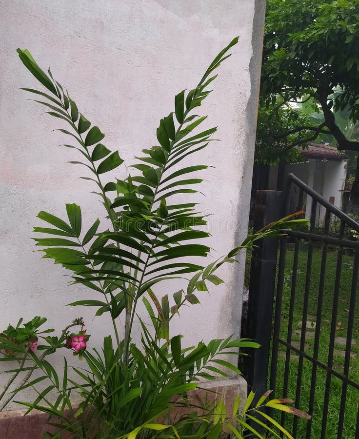 Pharm Tree Garden Stock Photos - Free & Royalty-Free Stock Photos from ...