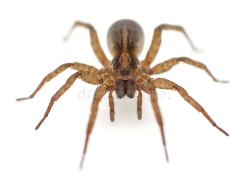 Große Spinne getrennt stockbild. Bild von getrennt, spinne - 19254739