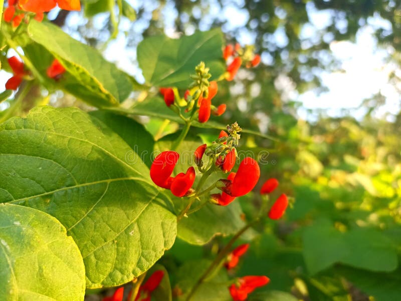 Phaseolus Coccineus, Also Known As Runner Bean, in Bloom Stock Photo ...