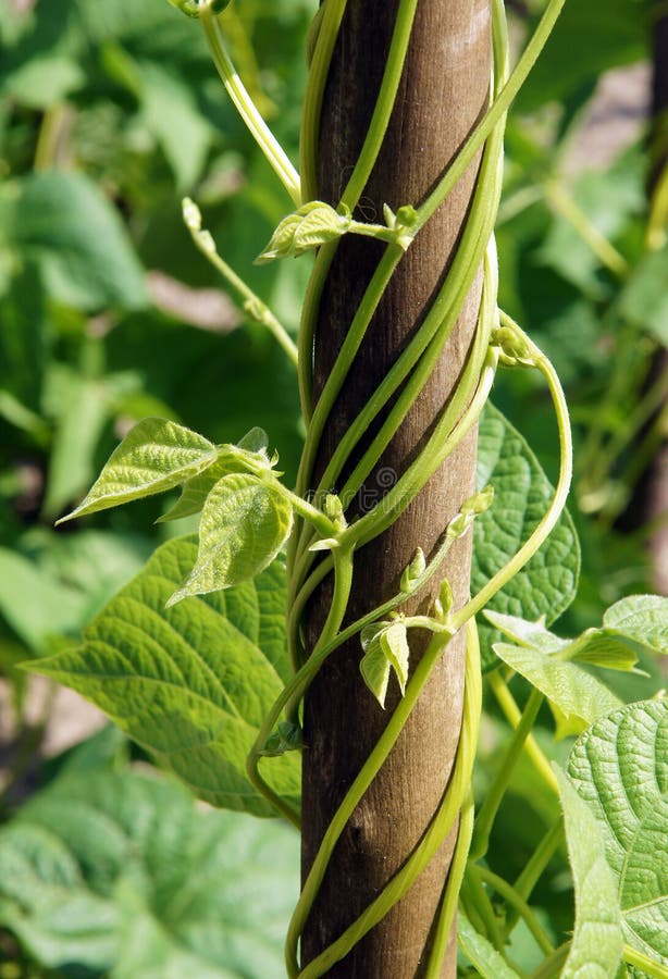 Phaseolus Shoots Twine Around Support Stock Photo - Image of string ...
