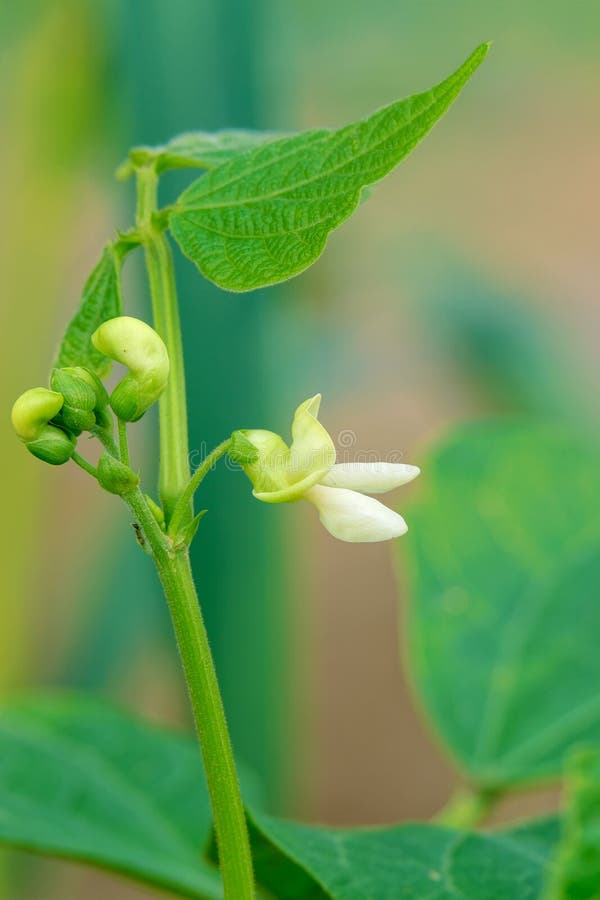 Phaseolus vulgaris stock photo. Image of bloom, buds - 190506324