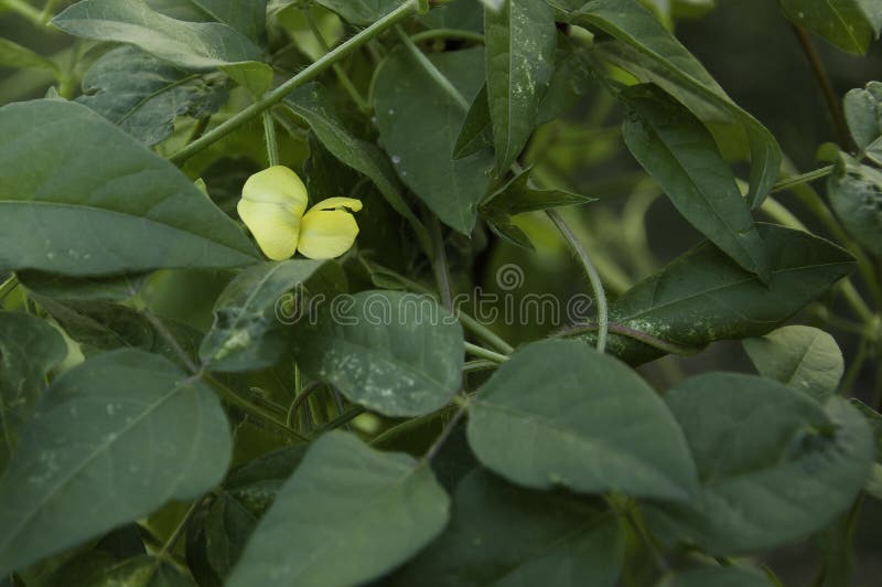 Phaseolus Vulgaris Yellow Flower Stock Image - Image of abloom ...