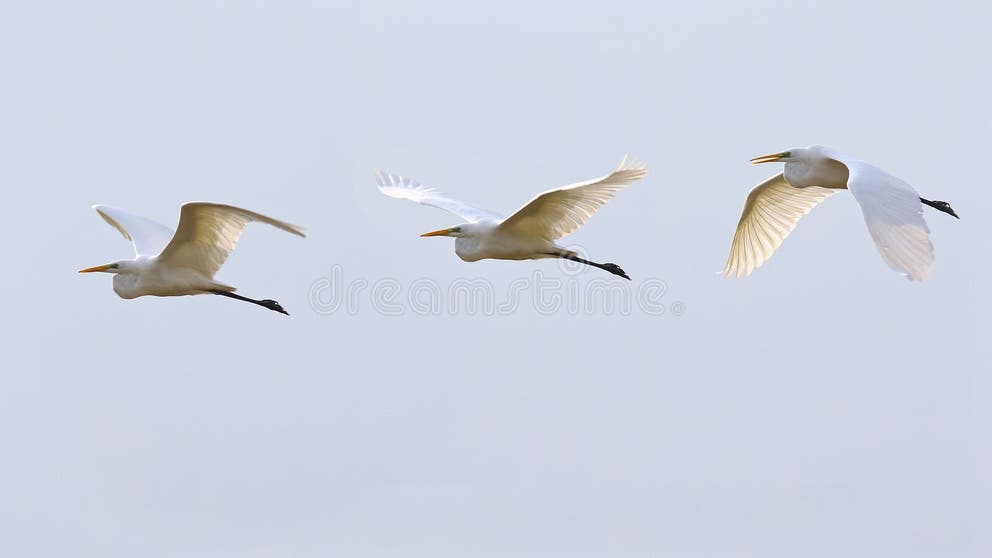 Phases of Bird Flight, White Egret Stock Image - Image of white, large ...