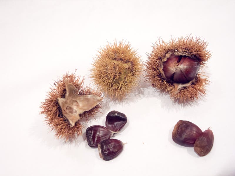 Phases of chestnut stock image. Image of food, nuts, plant - 45482899